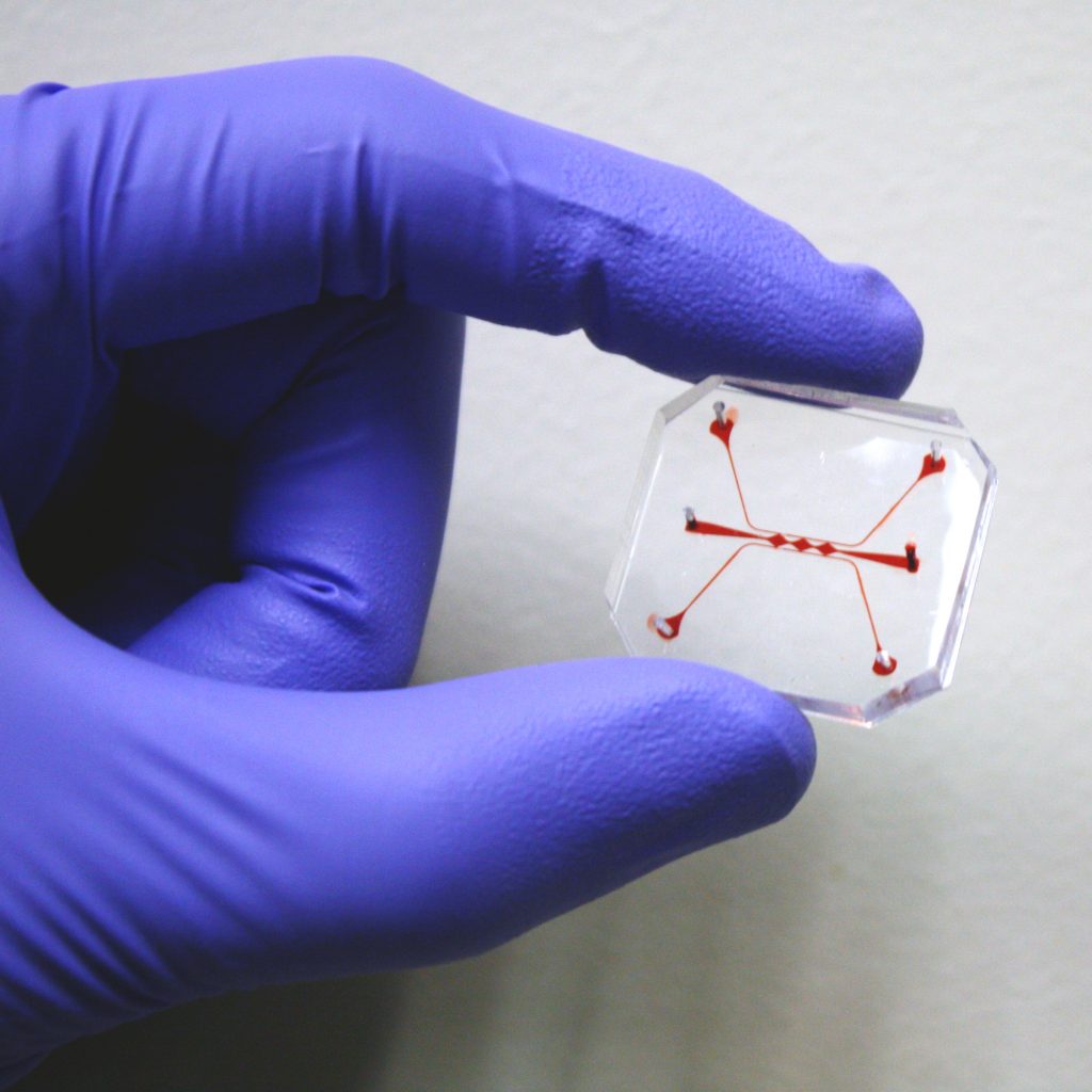 New Award to Further the Development of 3-D Tissue Models for Drug ...