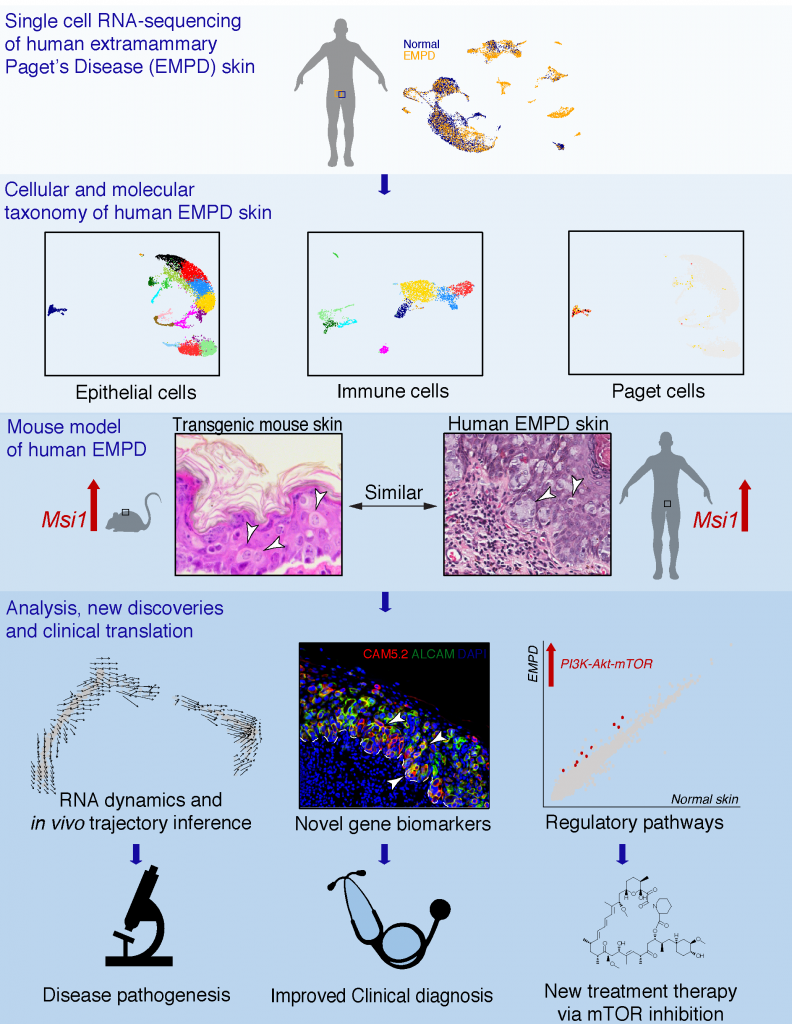 New Study Finds Use of Topical Cream Can Alleviate Skin Symptoms ...