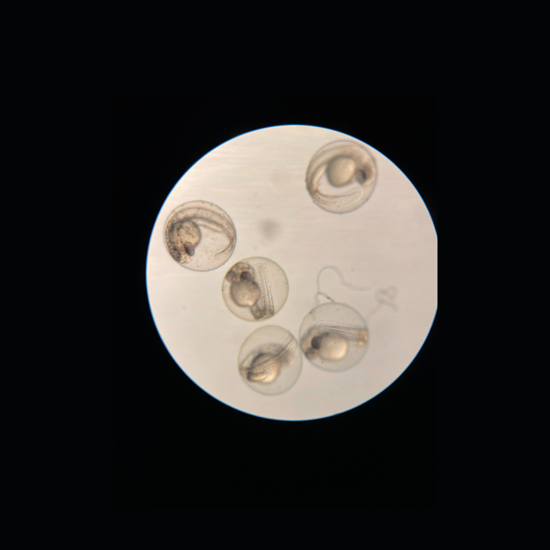 Sparking Curiosity: The SoCal BioEYES Program's Mission to Ignite a ...